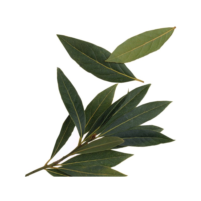 Bay Leaf For My Dog at Bianca Agnes blog